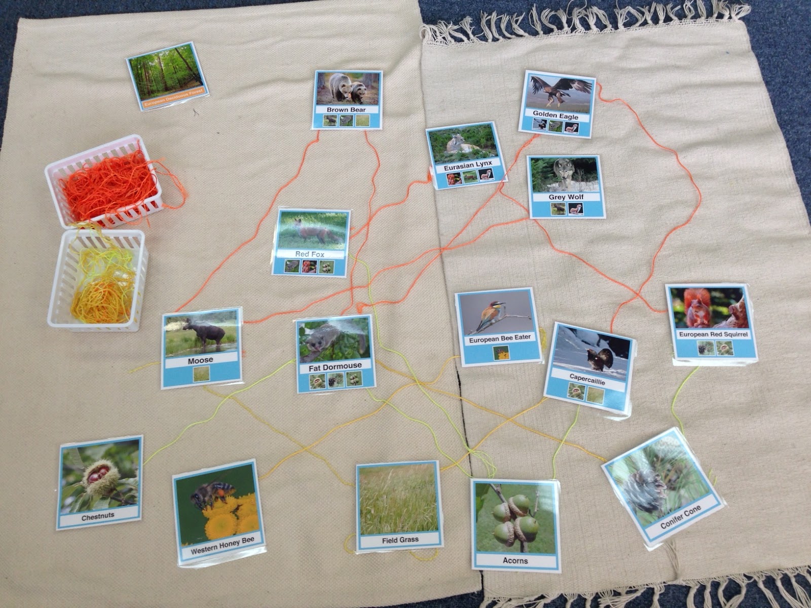 DIY Educational Materials: Food Web Material