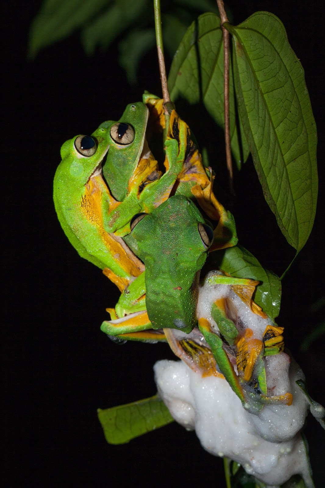 Sticky Rice Travel - Photostream: Wallace's Flying Frog