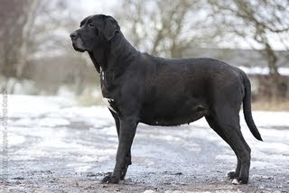 Cães & Cães: Broholmer - 01