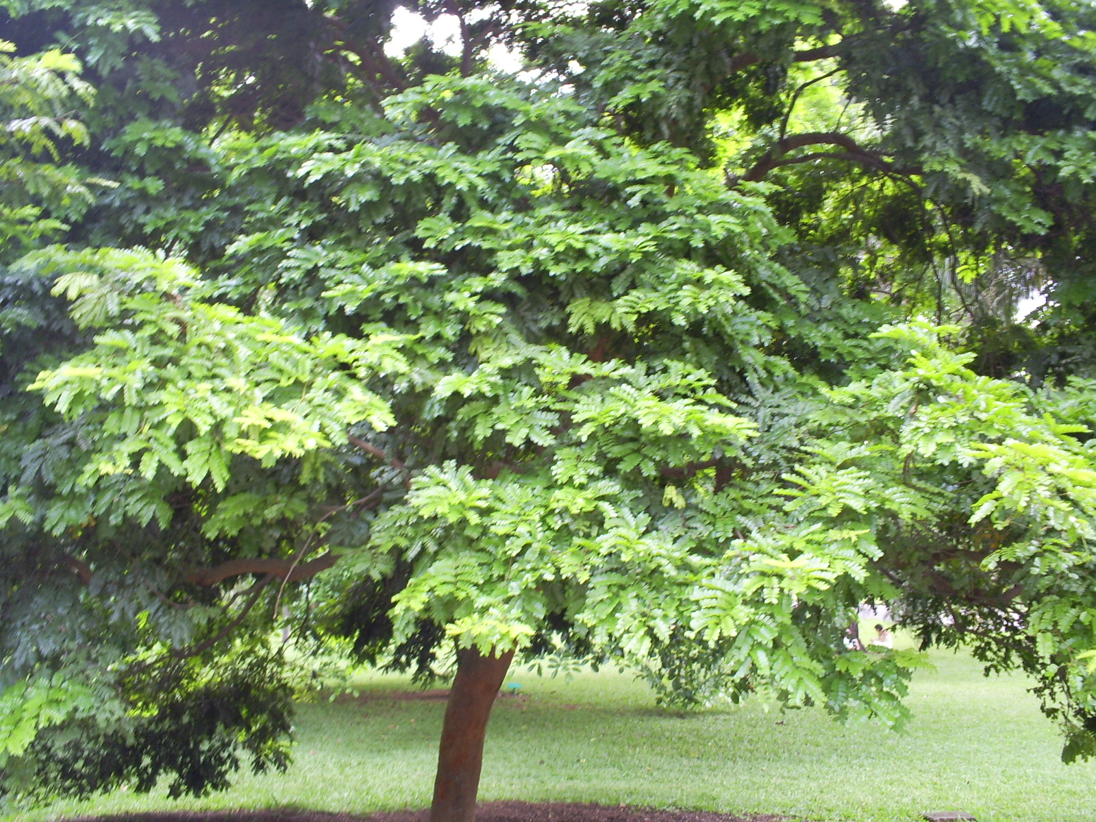 As Árvores do Brasil: Pau-brasil - Caesalpinia echinata