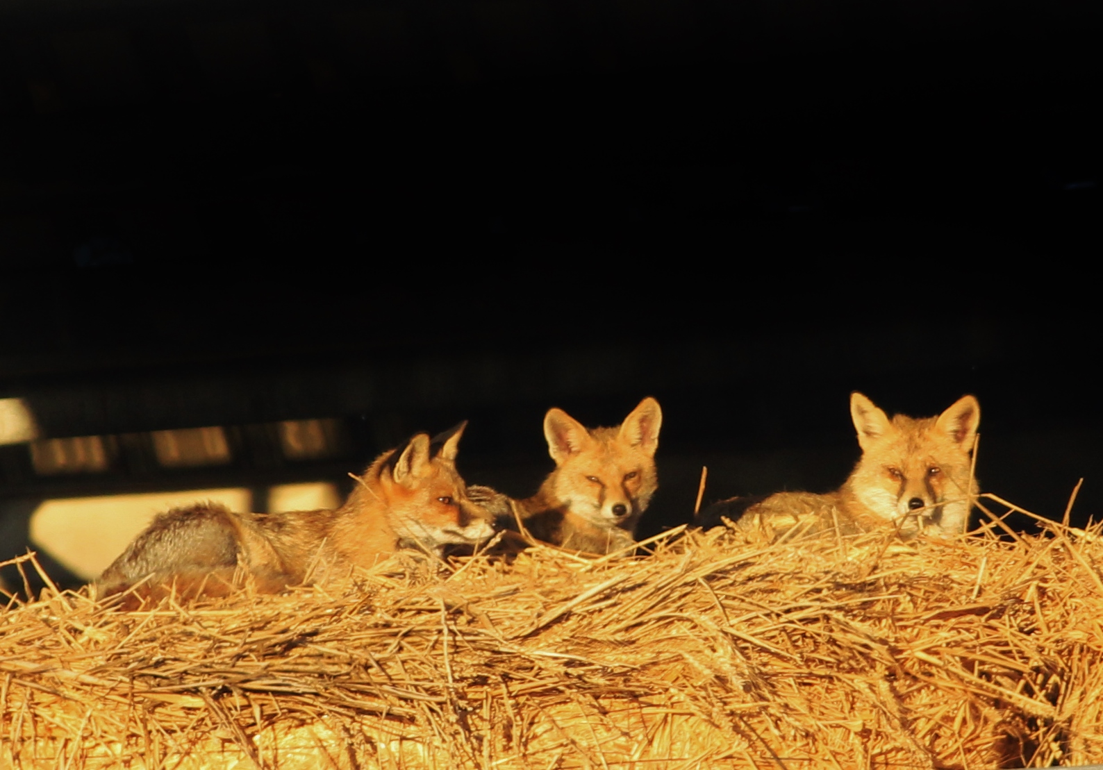 Biodiversity of Cyprus by NGO Protection of the Natural Heritage and ...