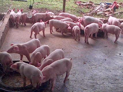 Yambó Latinoamérica: Los nombres del cochino y la sinonimia conceptual