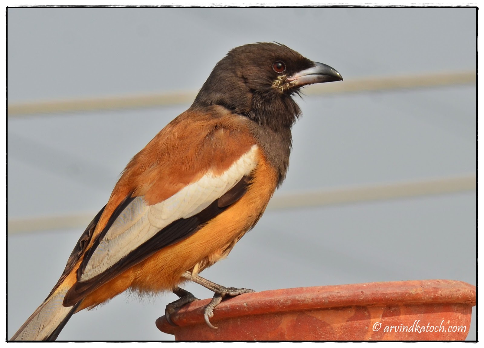 The Rufous Treepie Pictures and Detail (Dendrocitta Vagabunda ...