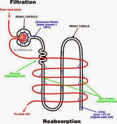 Biologi Online: Proses pembentukan urin