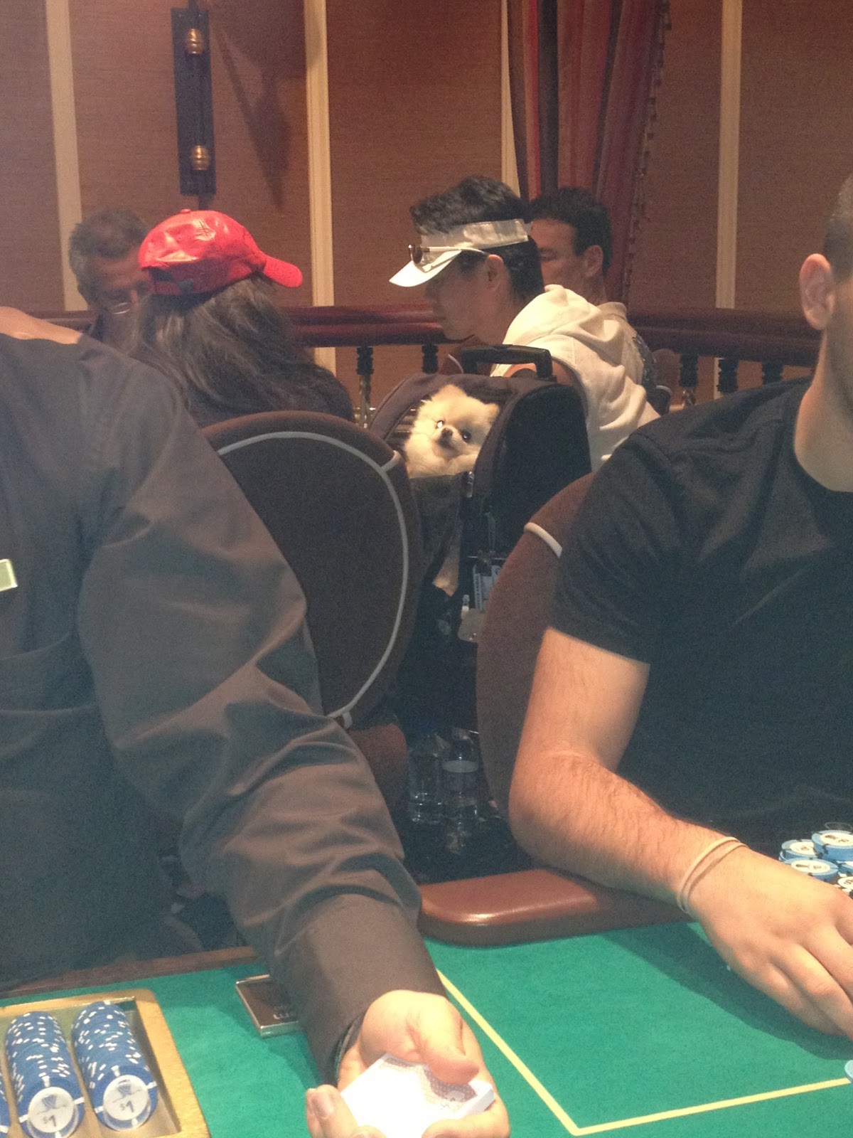 Lord Furnival raises the stakes