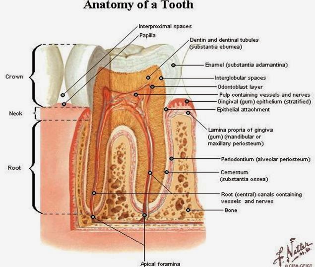 Karies Lubang Gigi, Caries Dentist Medical Articles