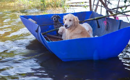 White Wolf : Heroes Converge on Hurricane Zone to Rescue Animals