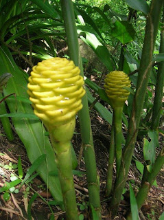 Beehive Ginger