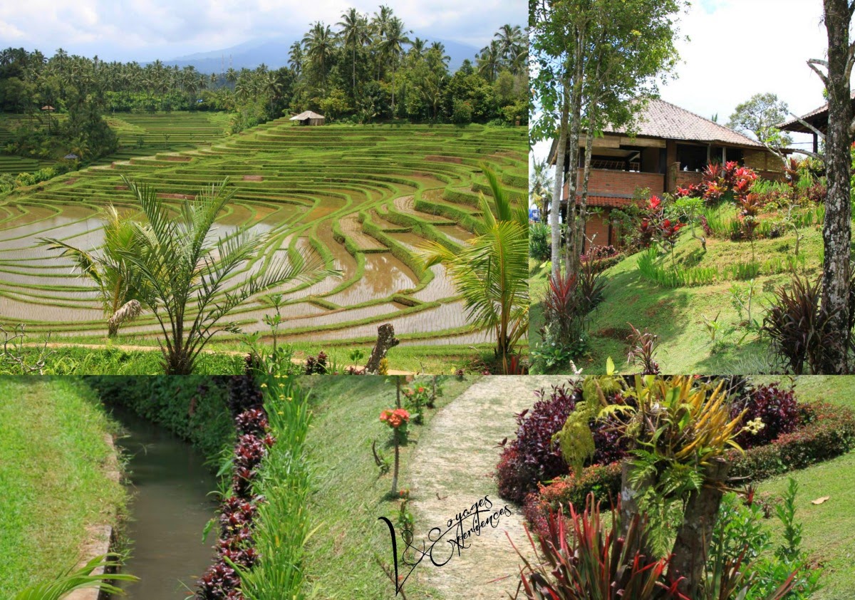 Voyages et Expériences : Bali: de Pemuteran à Sanur VIA PUPUAN, Sublime!