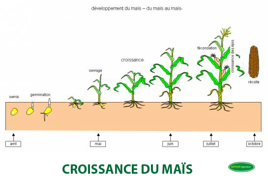 TOUT SAVOIR SUR LE MAÏS ~ ASTUCES AGRICULTURE