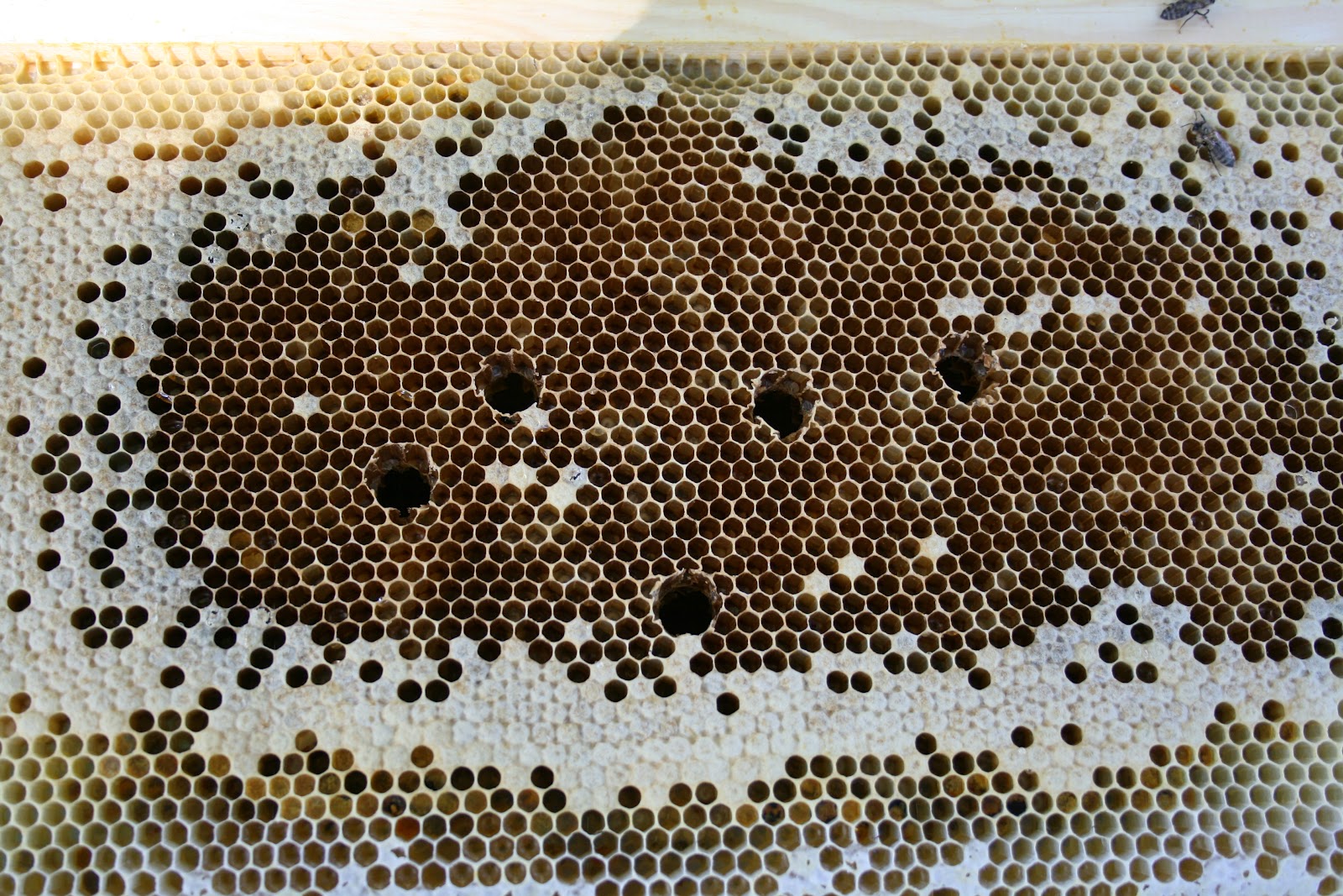 Diary of a novice bee-keeper: Queen-raising with the punch method