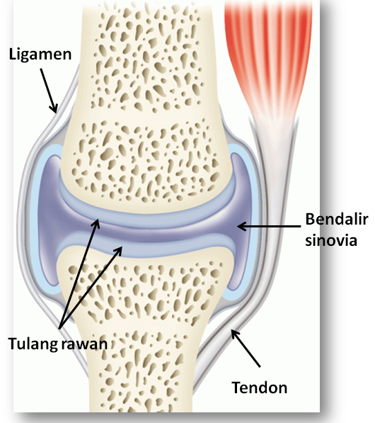 Healthy Me-Healthy You-Healthy Life: KENALPASTI JENIS SENDI YG SIHAT ...