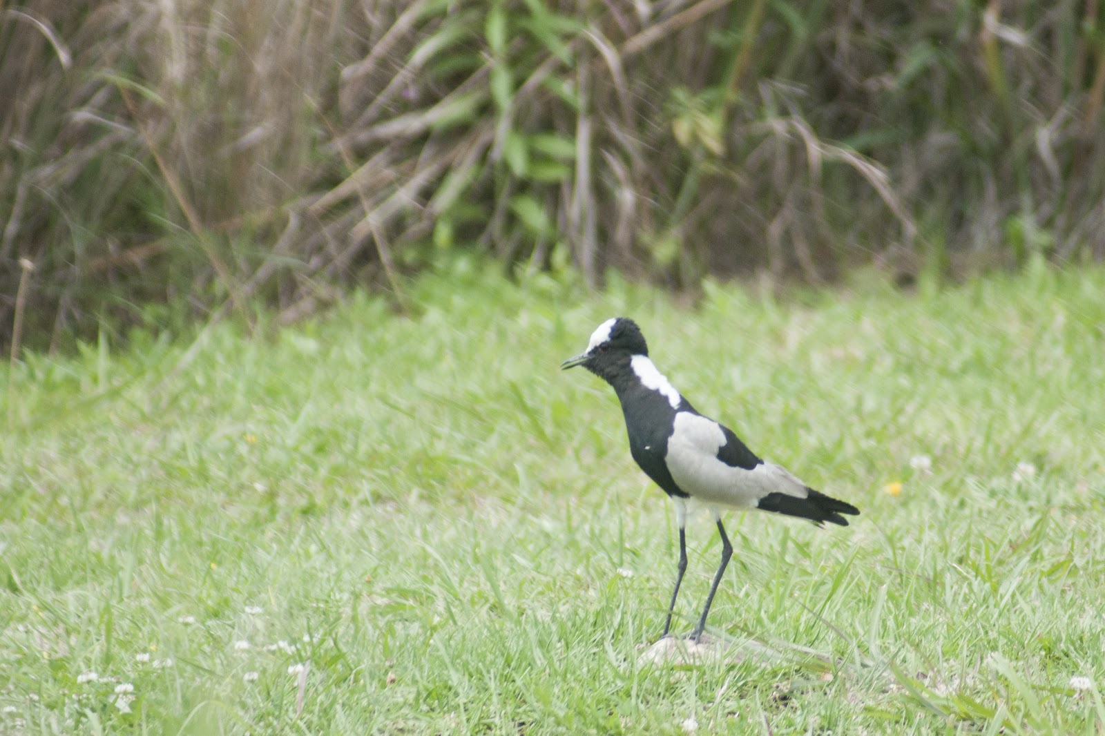 Gerald Ferreira Photographs: Photographs of Kiewiet Birds