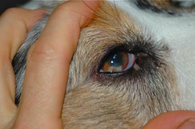 Dog Abc: Dog Eye Allergies