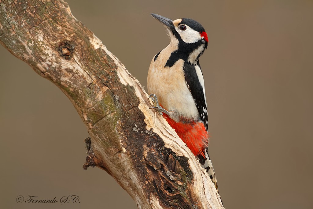 Pasión por la Naturaleza: Los Picapinos