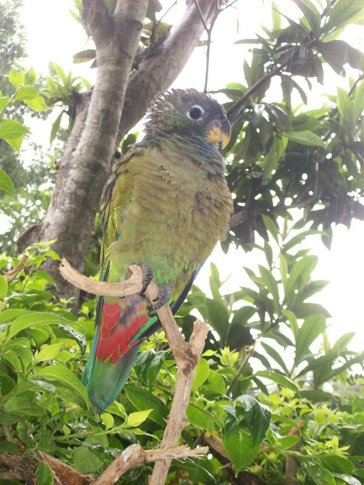 Cultura Guaraní: Los Loros Las Psitácidas (Psittacidae)