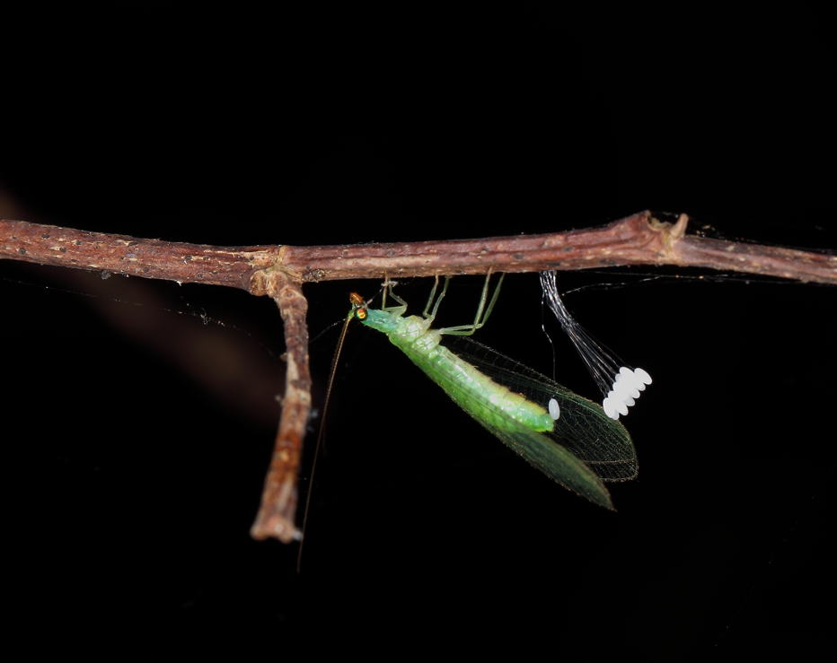 BunyipCo: November 2016