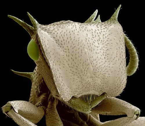 Insectos en vista microscópica