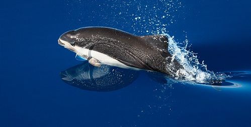 Artes de Pesca: VAMOS A PESCAR MARSOPA