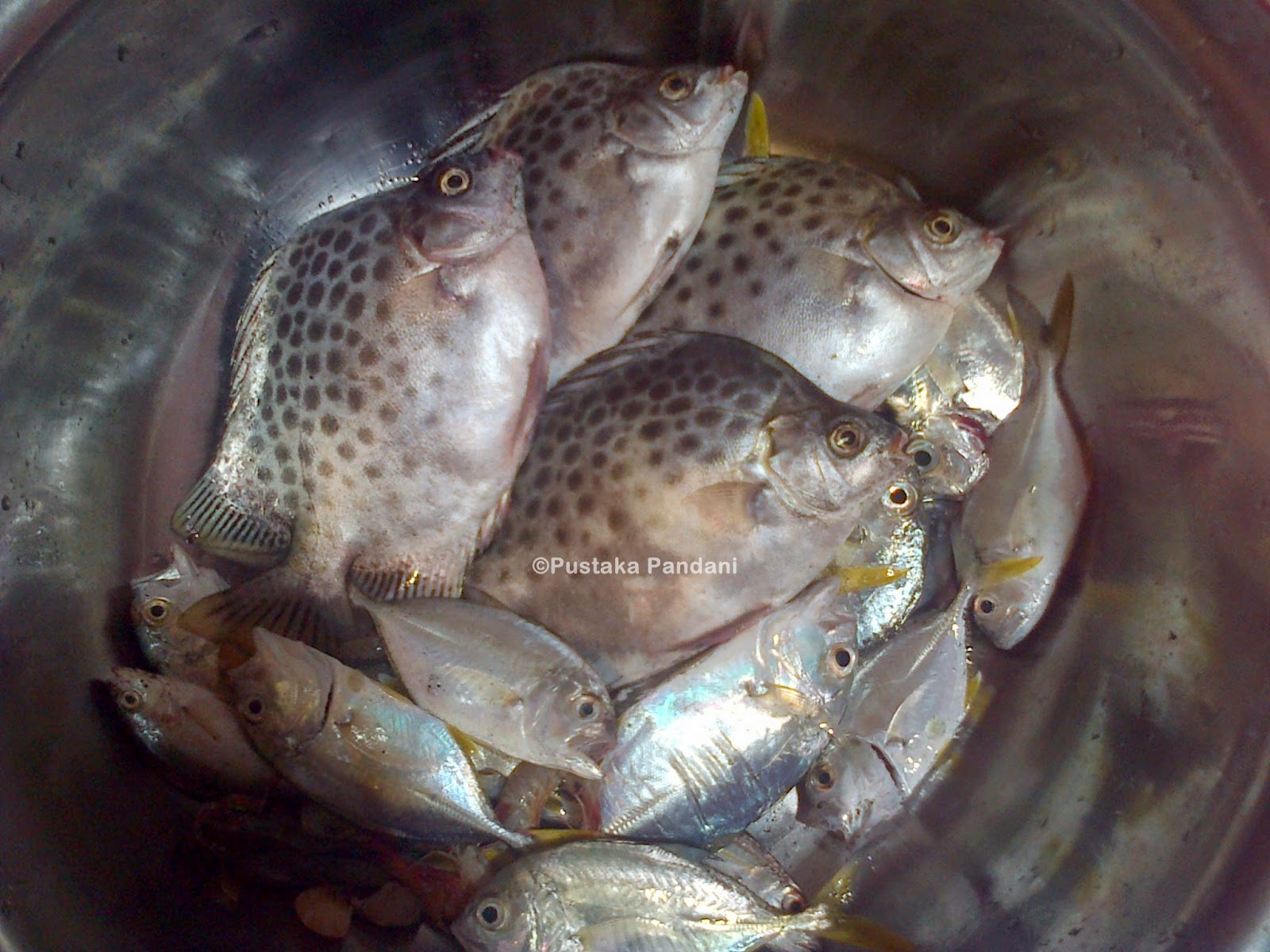 Lauak Marang (Ikan Marang) | Pustaka Pandani