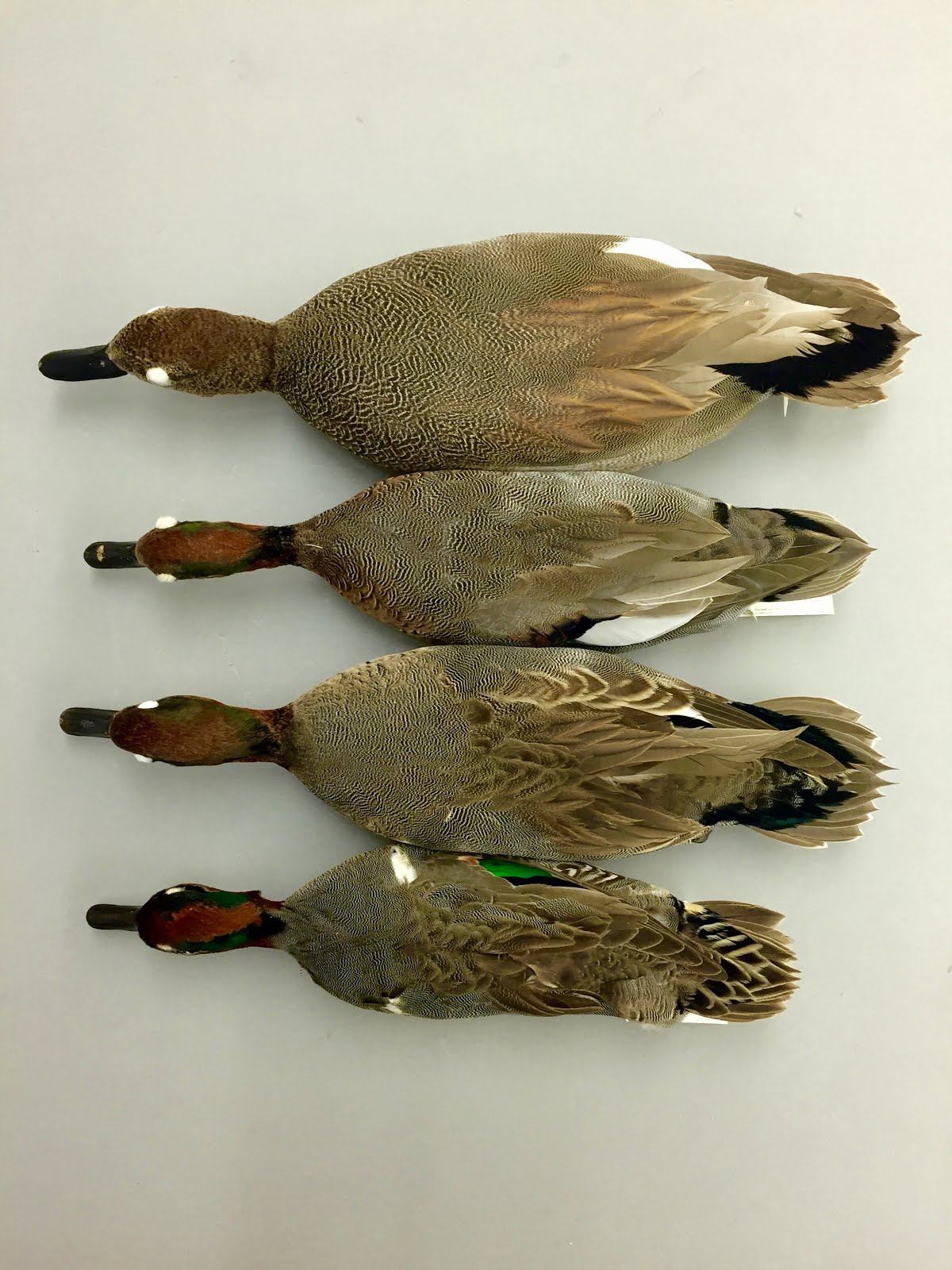 Hybrid Duck Study: A GALLERY OF DONATED HYBRIDS