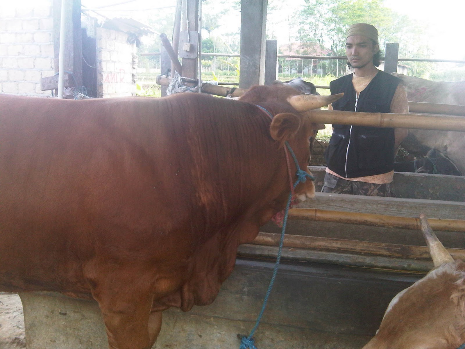 NAW Production: Sapi simental n limousin 450 kg - 1 ton