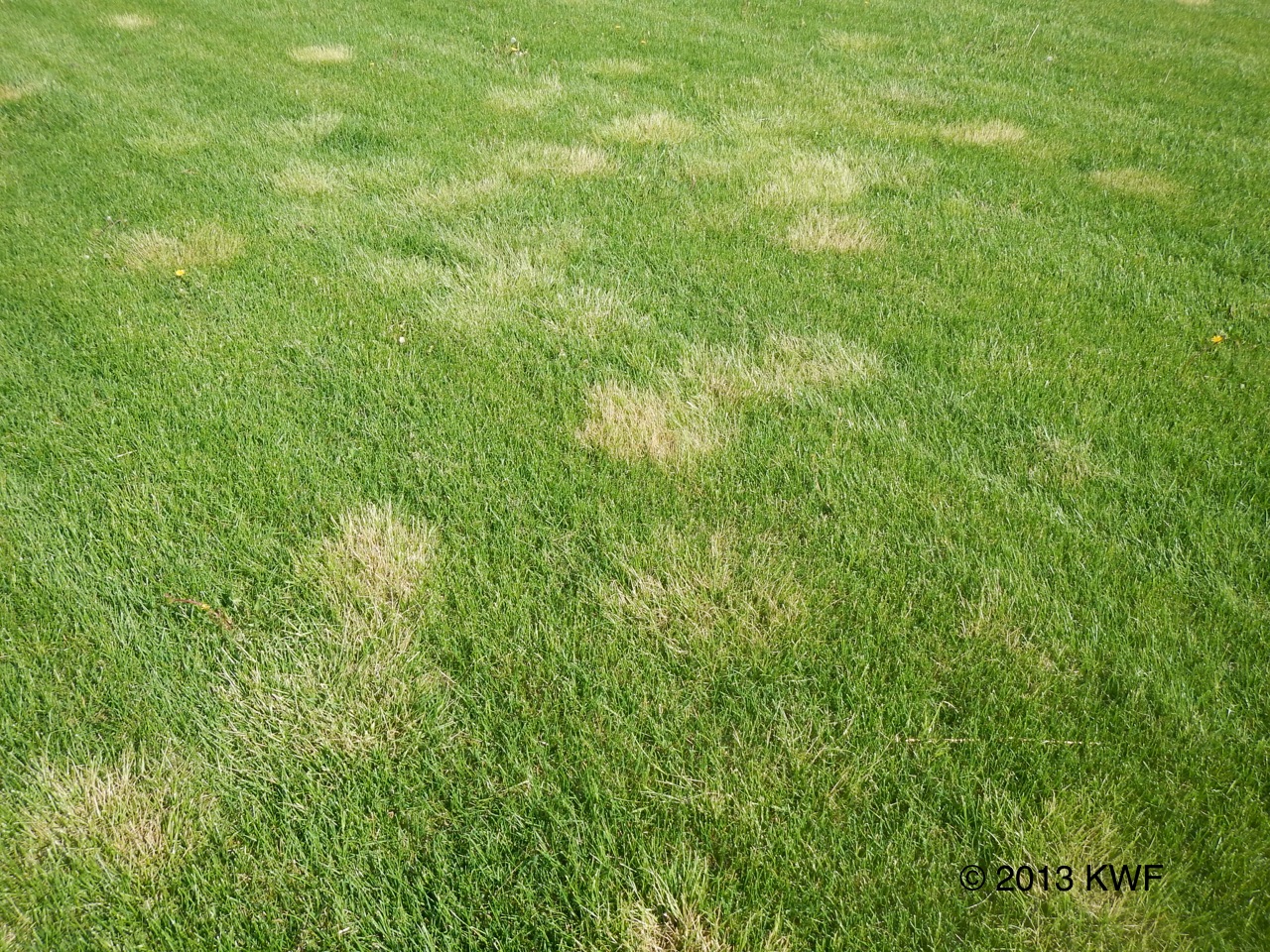 Michigan State University: Freeze Injury on Turf