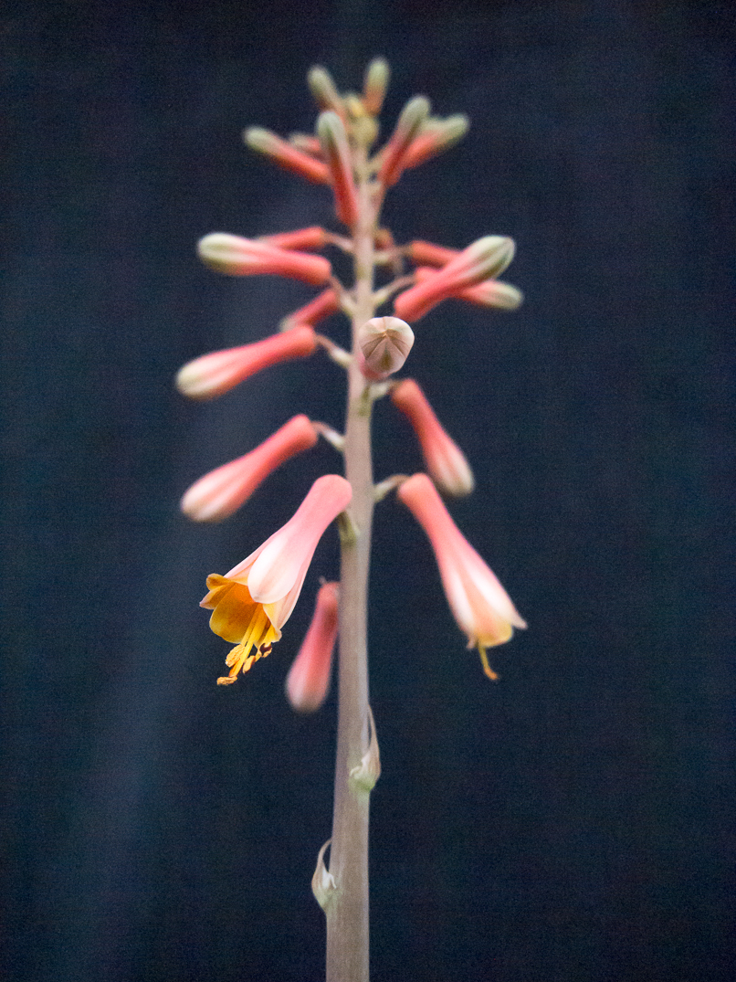 A Blooming Jade: Aloe Vera