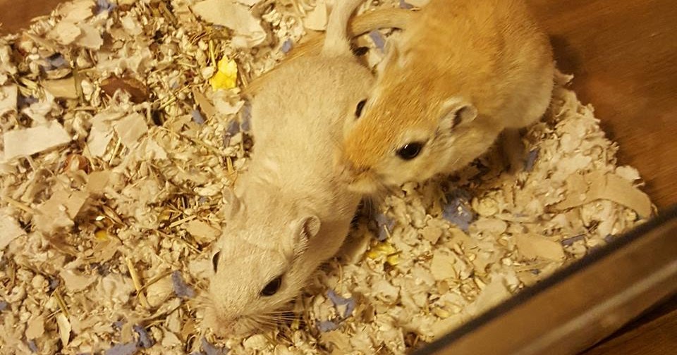 Gerbil Garden: Bringing Home Your First Gerbil