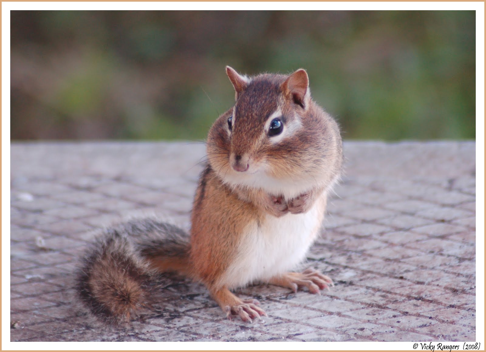 La faune et la flore du Québec en photos: Tamia rayé, Tamia striatus