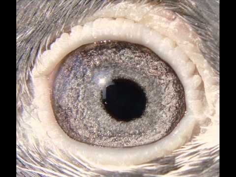 The connection of pigeon eye signs with breeding and flying abilities