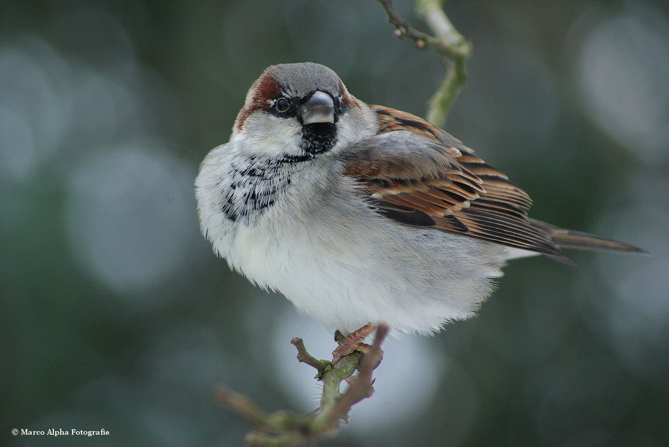 Marco Alpha Fotografie: Musjes in de sneeuw