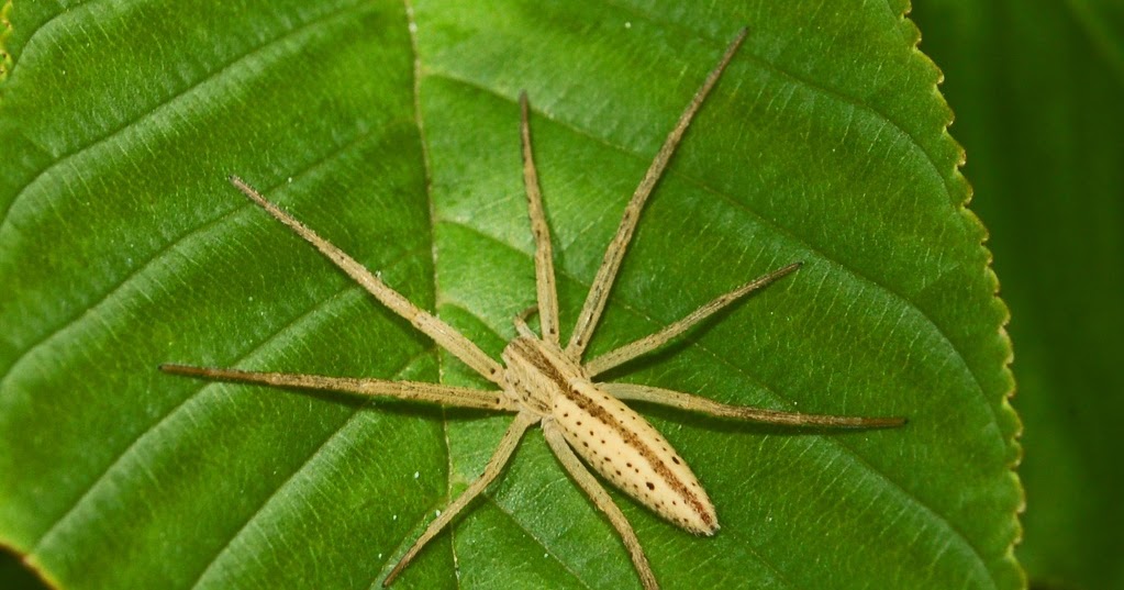 Variety of Life: Philodromidae