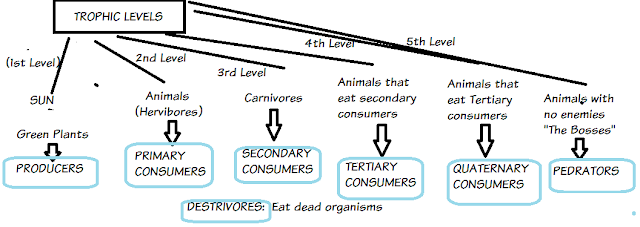 Close Your books, Please: 5th Grade - Ecosystems - Trophic Levels Mind Map