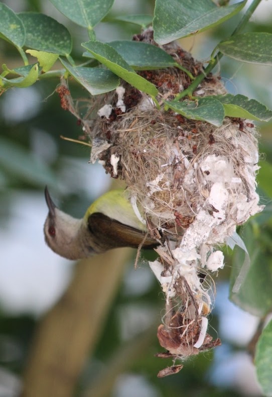 Bird Watch - Purple Rumped Sunbird nesting | My Travelogue - Indian ...