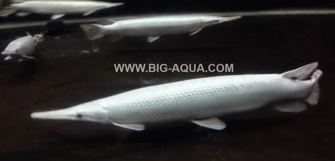 PLATINUM Florida Gar ~ Big Aqua