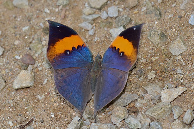 Beauty of Fauna and Flora in Nature: Butterflies @ Doi Chiang Dao ...