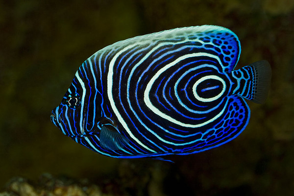WORLD'S MOST EXOTIC BEAUTIFUL FISH!