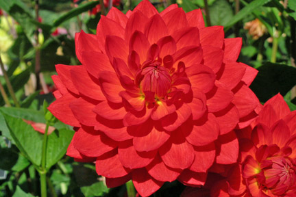 Dahlia full hd wallpaper 100% HD desktop images