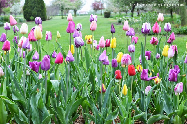 33 Shades of Green: A Walk Through the Tulips