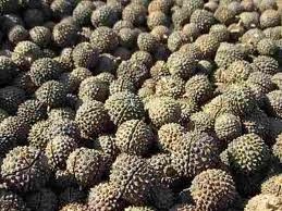 PINHEIRO EM PAUTA: MUTAMBA PARA QUEDA DE CABELOS