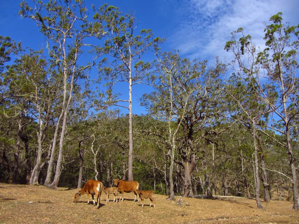 LET'S GO AROUND THE WORLD!!!: 8 REASONS TO VISIT KUPANG