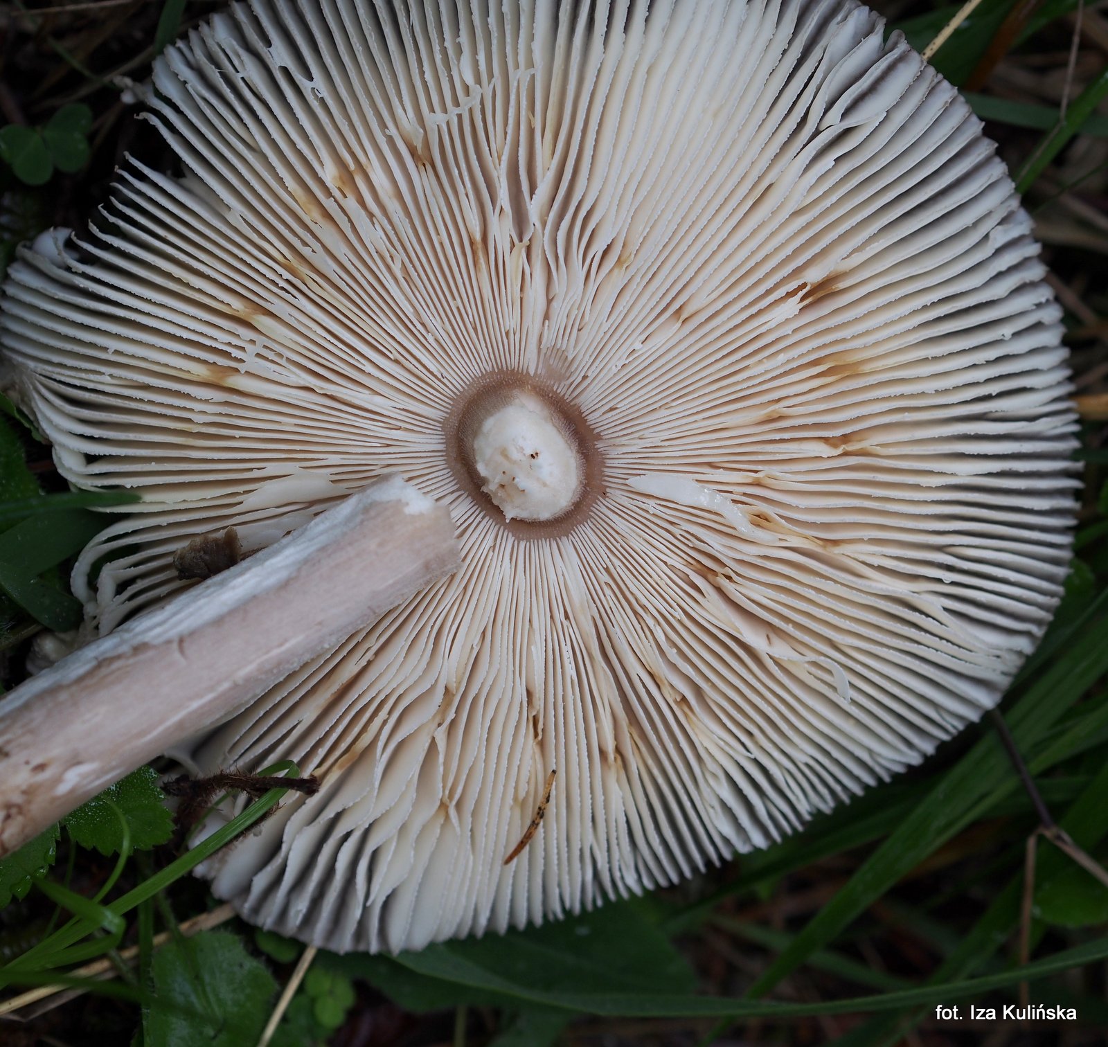 Grzyby gatunkami. Muchomor mglejarka - muchomor szarawy | Smaczna Pyza