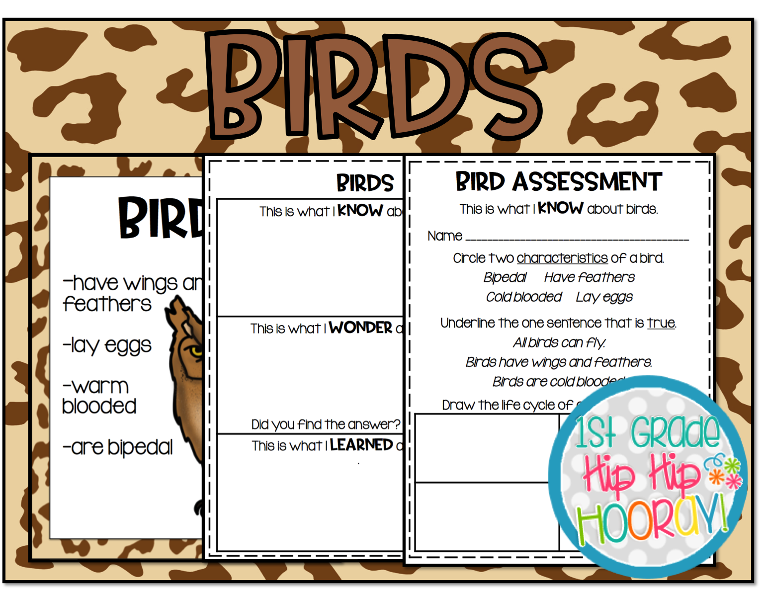 1st Grade Hip Hip Hooray!: Let's Explore Birds