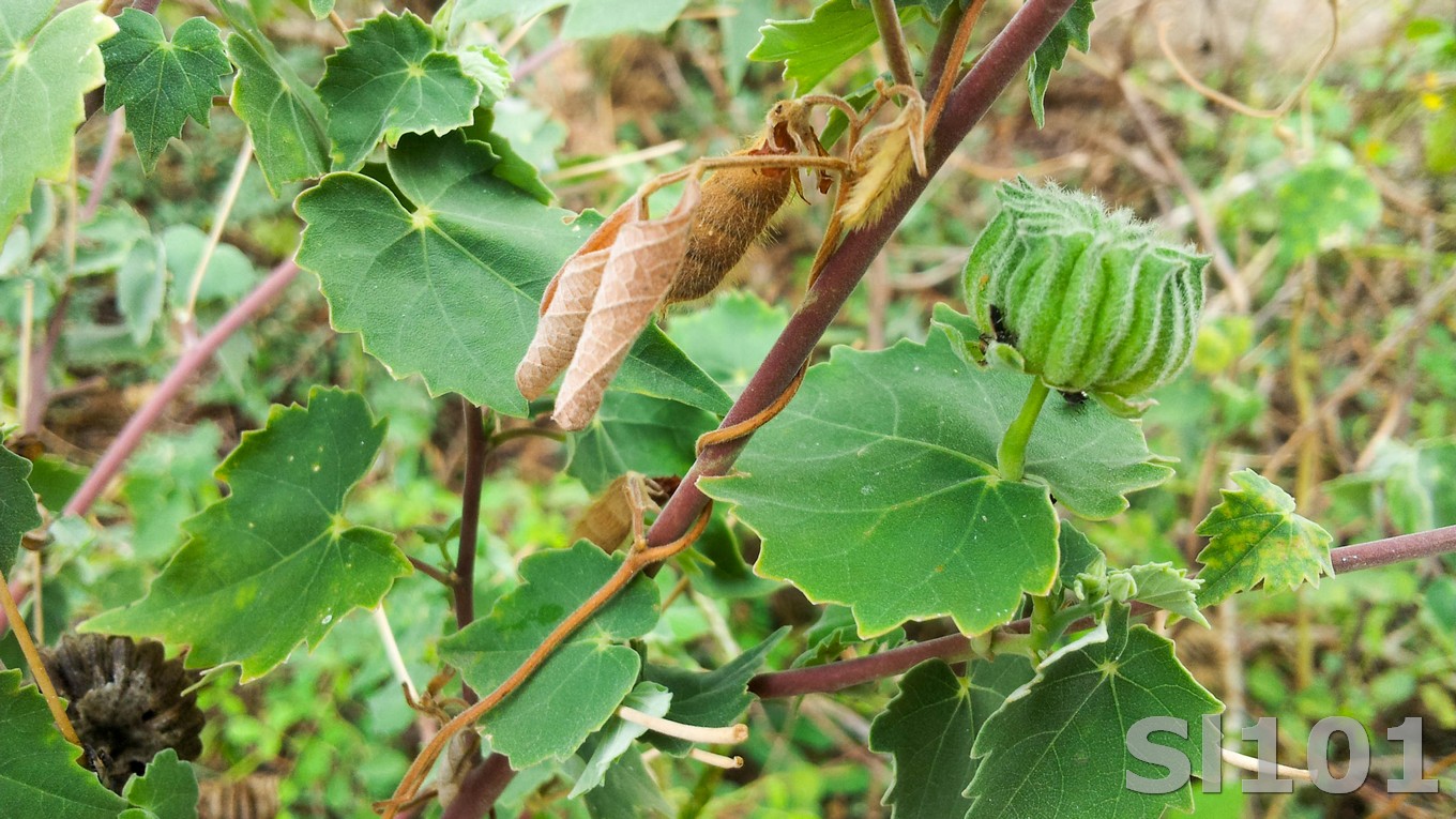 බෙහෙත් අනොදා - Beheth anodha - Country mallow - Abutilon indicum ssp ...
