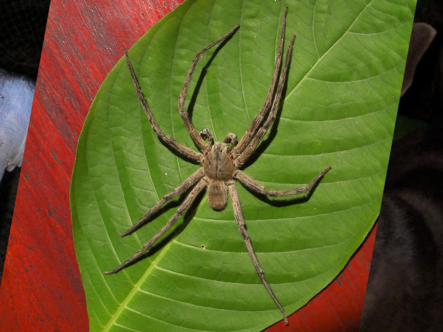 Quaoar Power Zoo: wandering spider (Phoneutria boliviensis) - Montezuma ...