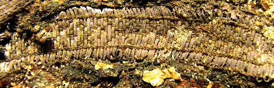 of Warp and Weft: Making bone tablet weaving tablets