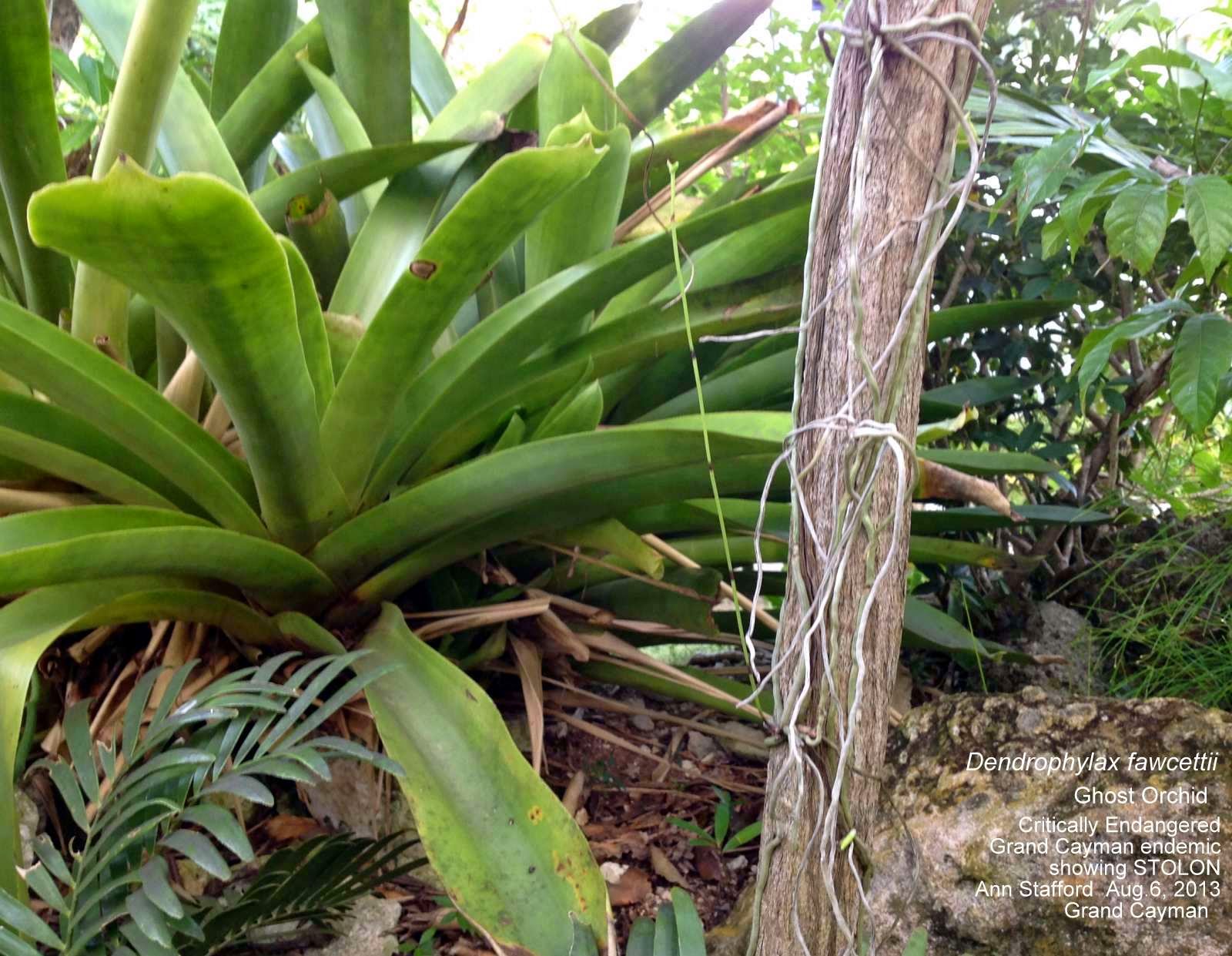CaymANNature: Cayman Ghost Orchid - Dendrophylax fawcettii