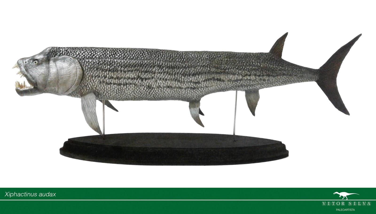 Vitor Silva - Paleoartista: Xiphactinus