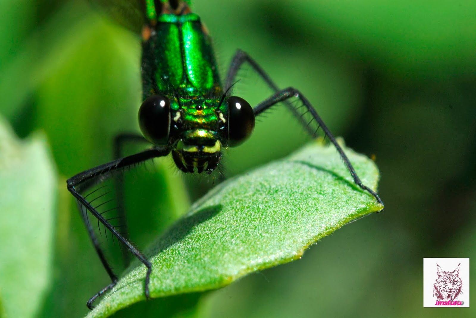 MONTES OBARENES ENTORNO Y VIDA: Caballito del diablo